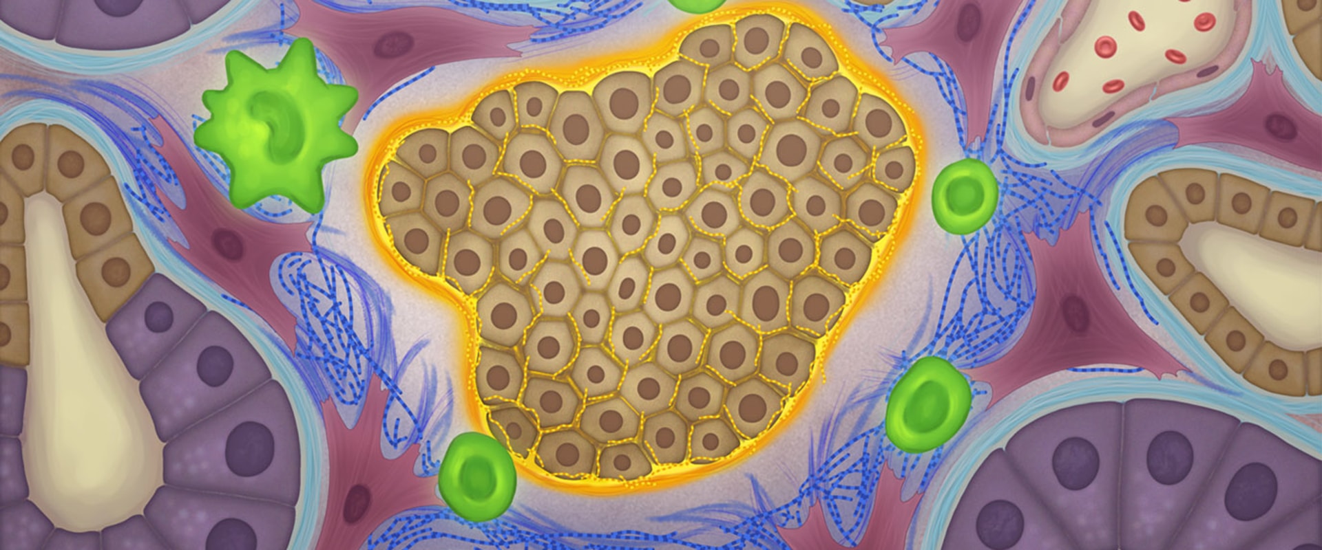 Understanding Collagen Type I: A Comprehensive Overview